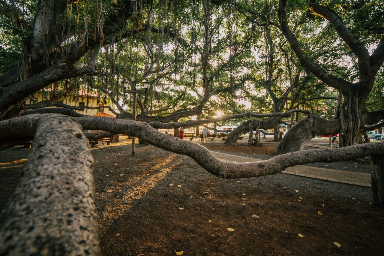 A Lahaina, Maui Travel Guide - Im Jess Traveling