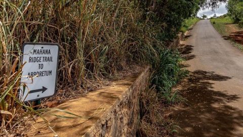 Hiking Mahana Ridge Trail on Maui (Local's Guide) - Im Jess Traveling