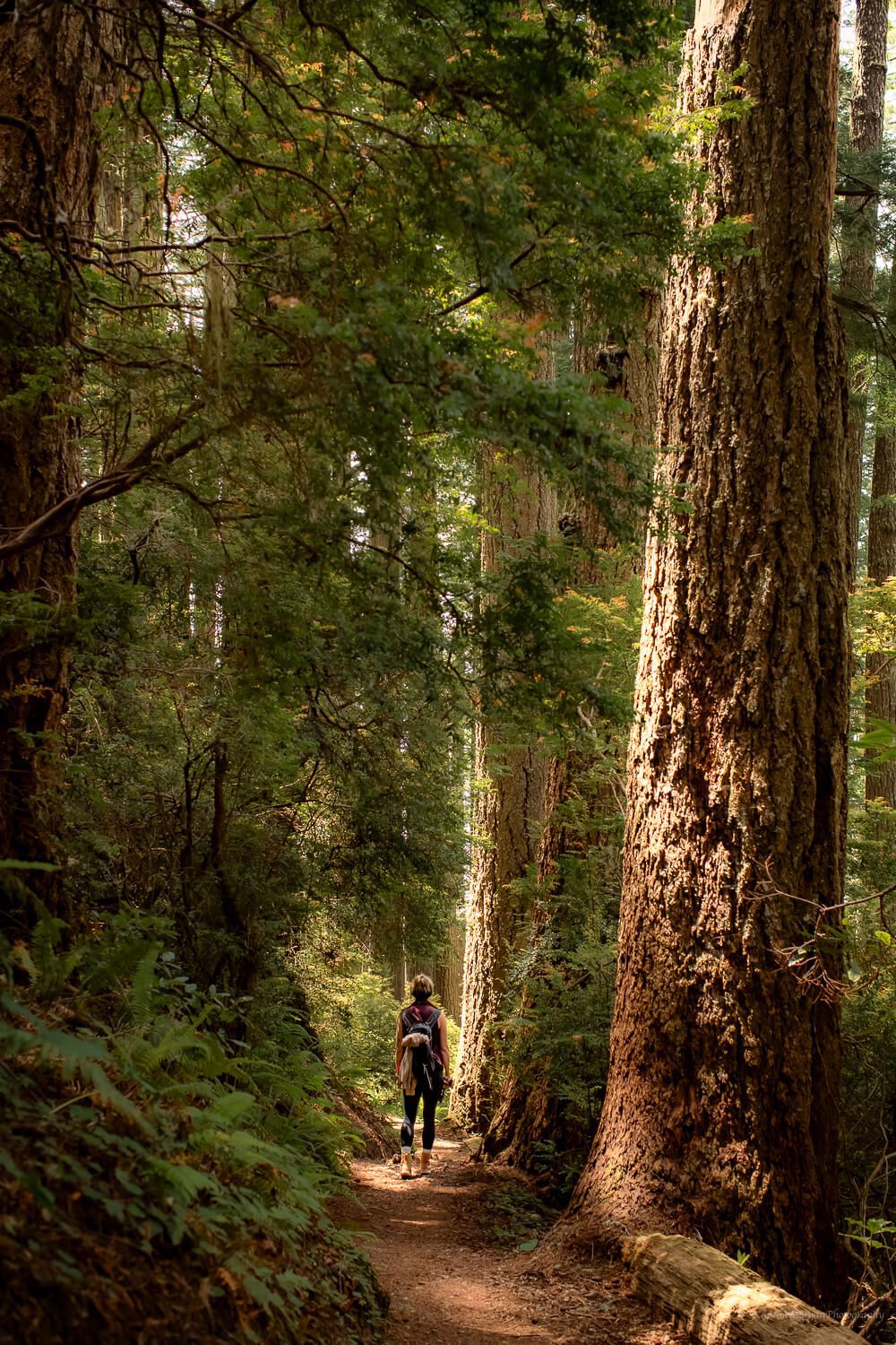 12 Epic Hikes in Redwood National Park | Hiking Redwoods - Im Jess ...