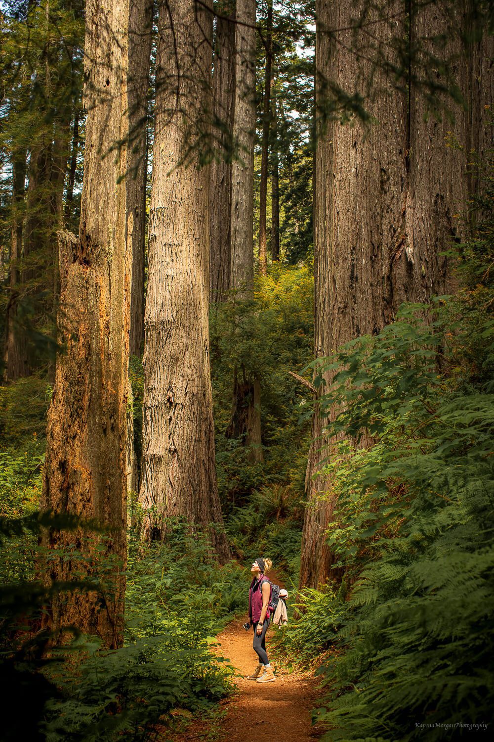 12 Epic Hikes in Redwood National Park | Hiking Redwoods - Im Jess ...
