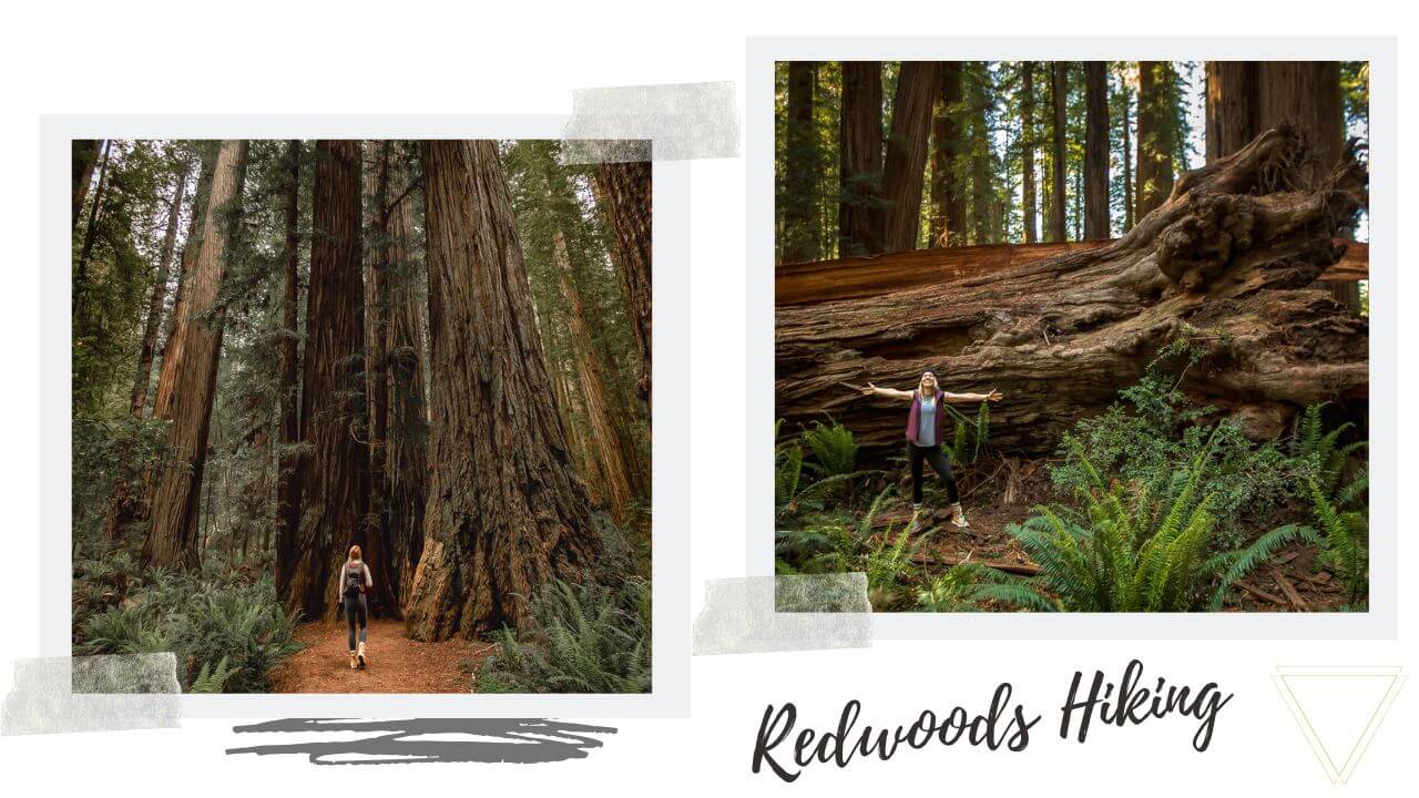 12 Epic Hikes in Redwood National Park | Hiking Redwoods - Im Jess ...